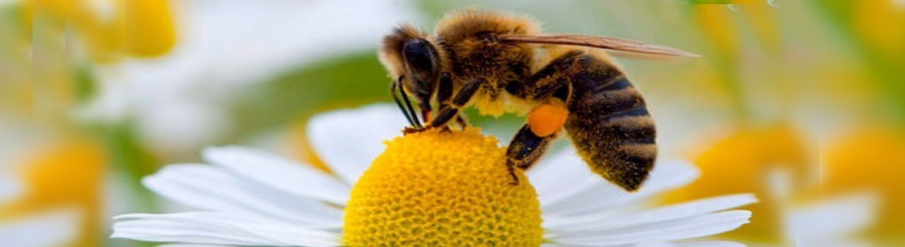 Local Bees Not Endangered Smith's Gardentown