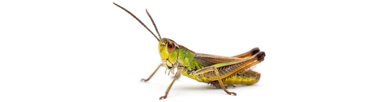 Grasshopper Early Warning Smith's Gardentown