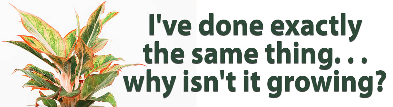 I've done exactly the same thing...why isn't it growing? Smith's Gardentown